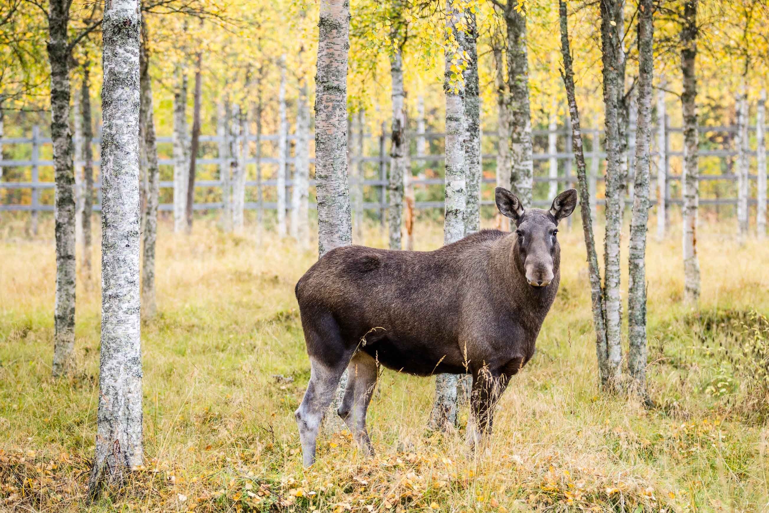 Ranua Wildlife Park – photography tour by Beyond Arctic - Visit Rovaniemi