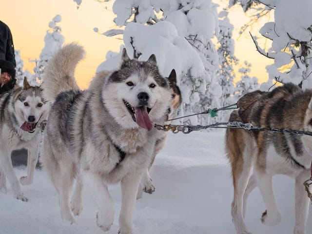 Husky Park Visit with Enjoying the Feeling Five (5 km) Husky ride ...