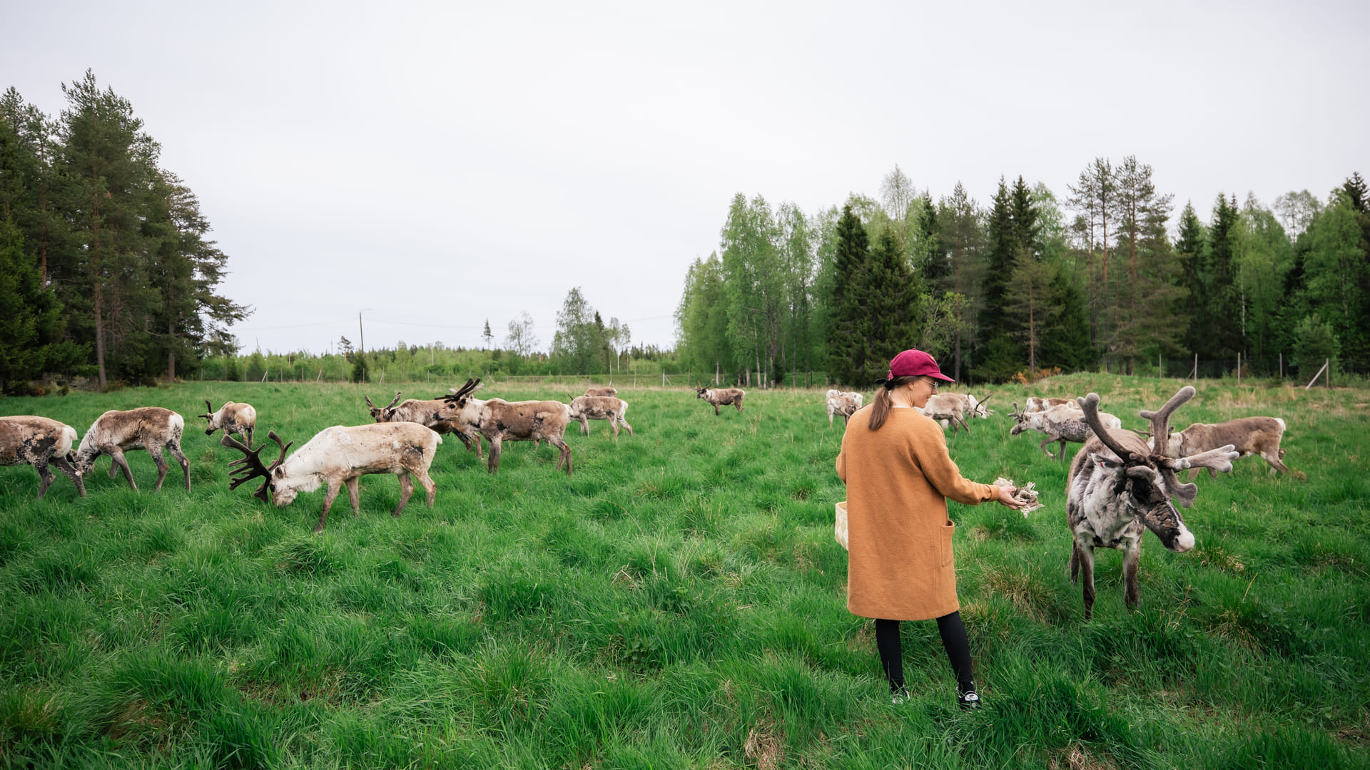 Reindeer herder – Live like a native – Santa Claus Reindeer