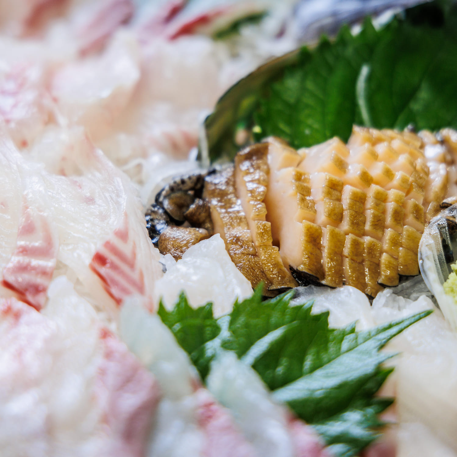 [Premium Course] Local fresh fish shop premium backyard experience ...