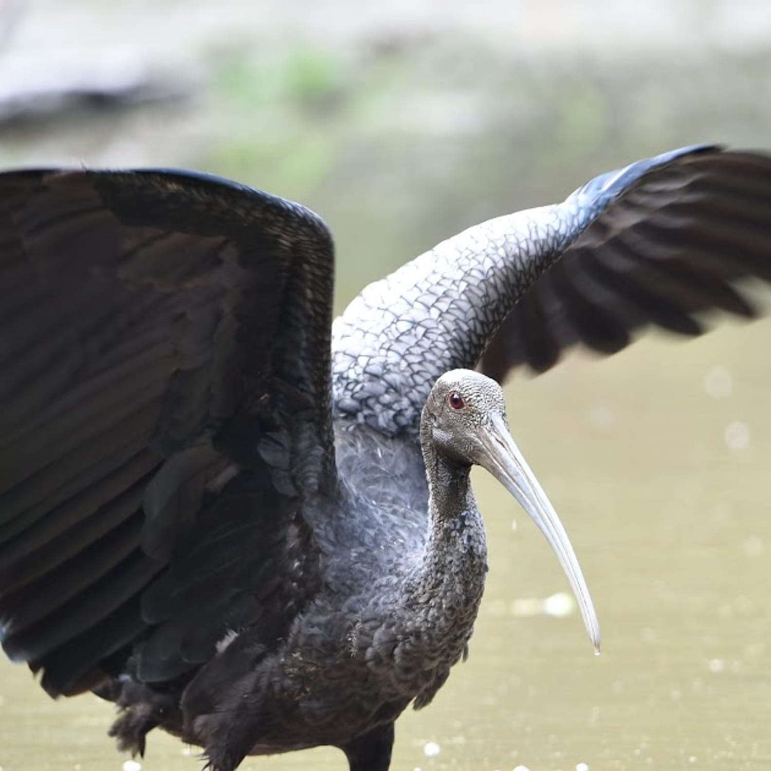 Giant Ibis Birding Tour: 3 Days, 2 Nights