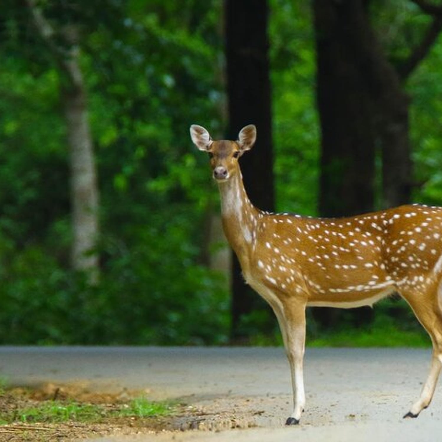 Hubli to Anshi National Park (Kali TigerReserve) & Goa Beach Tour