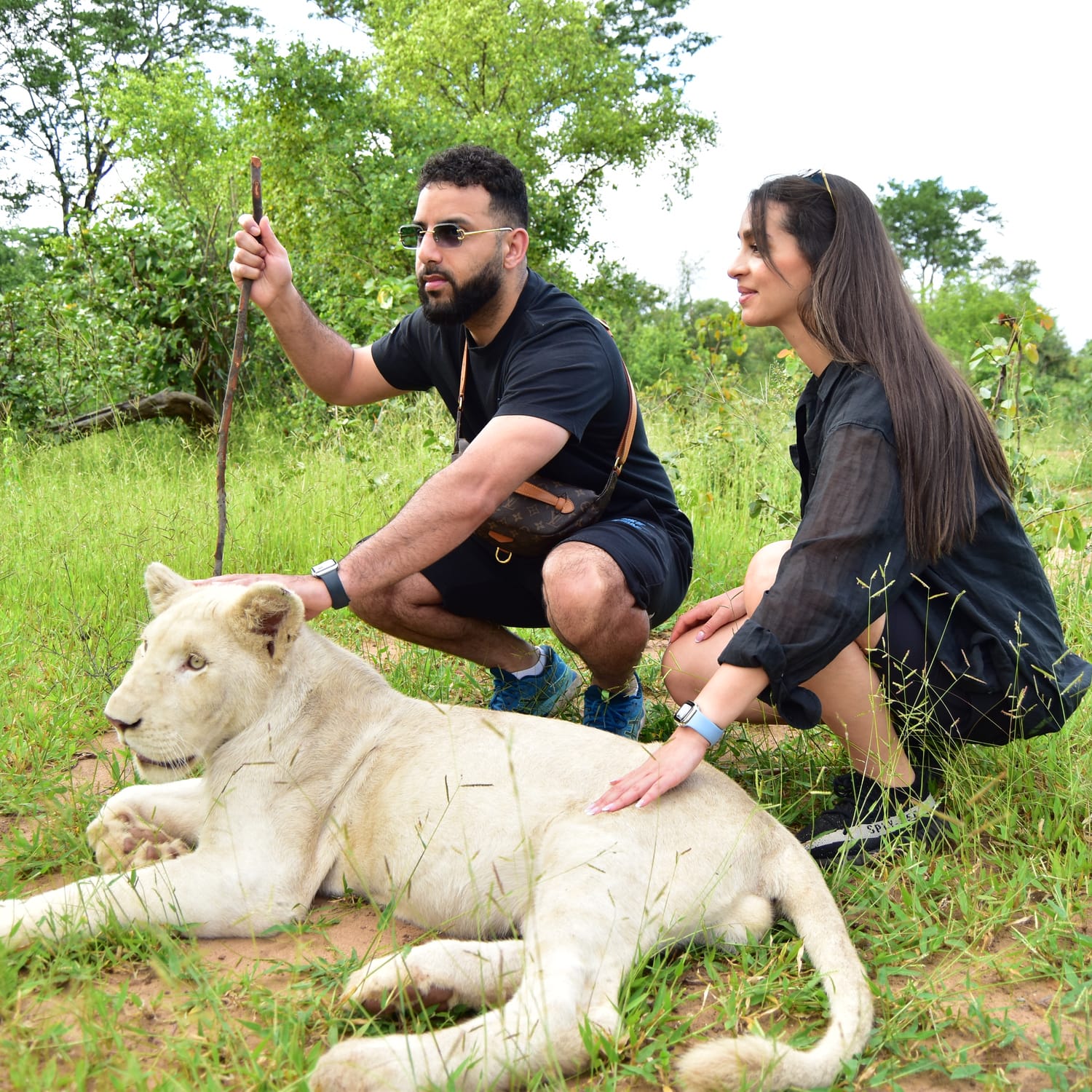 Lion Walk & Interaction Experience