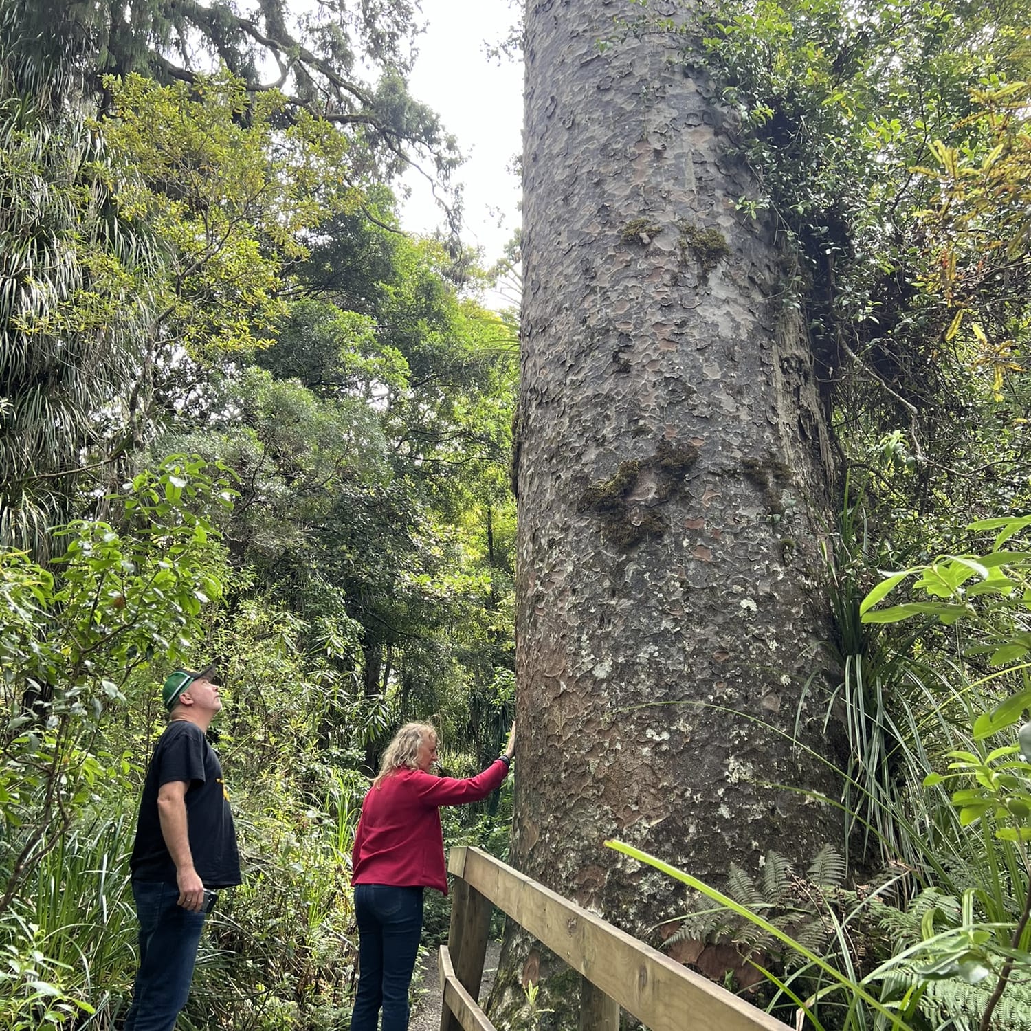 Day Tour - WAIPOUA FOREST - Tane Mahuta, Te Matua Ngahere & Kauri ...