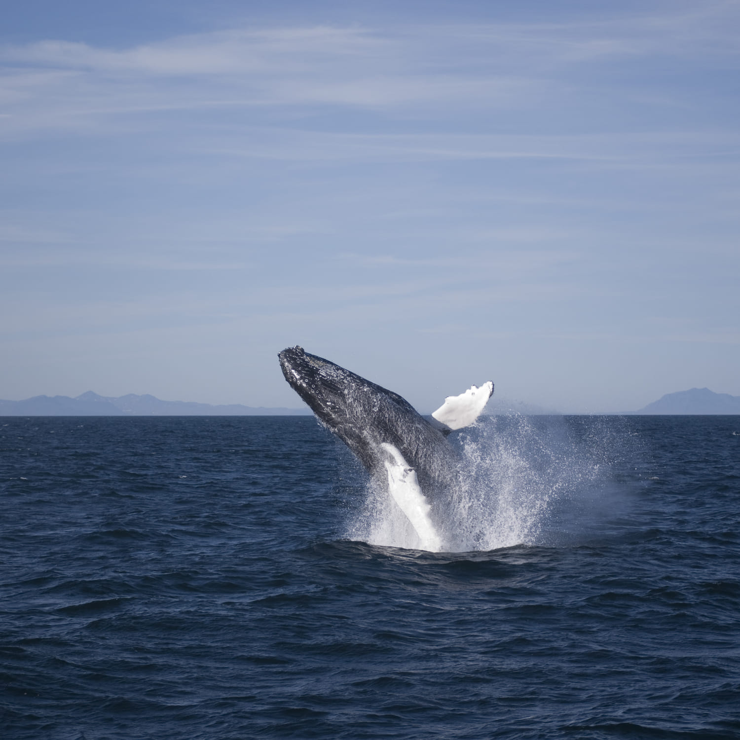 Rafting & Whale Watching
