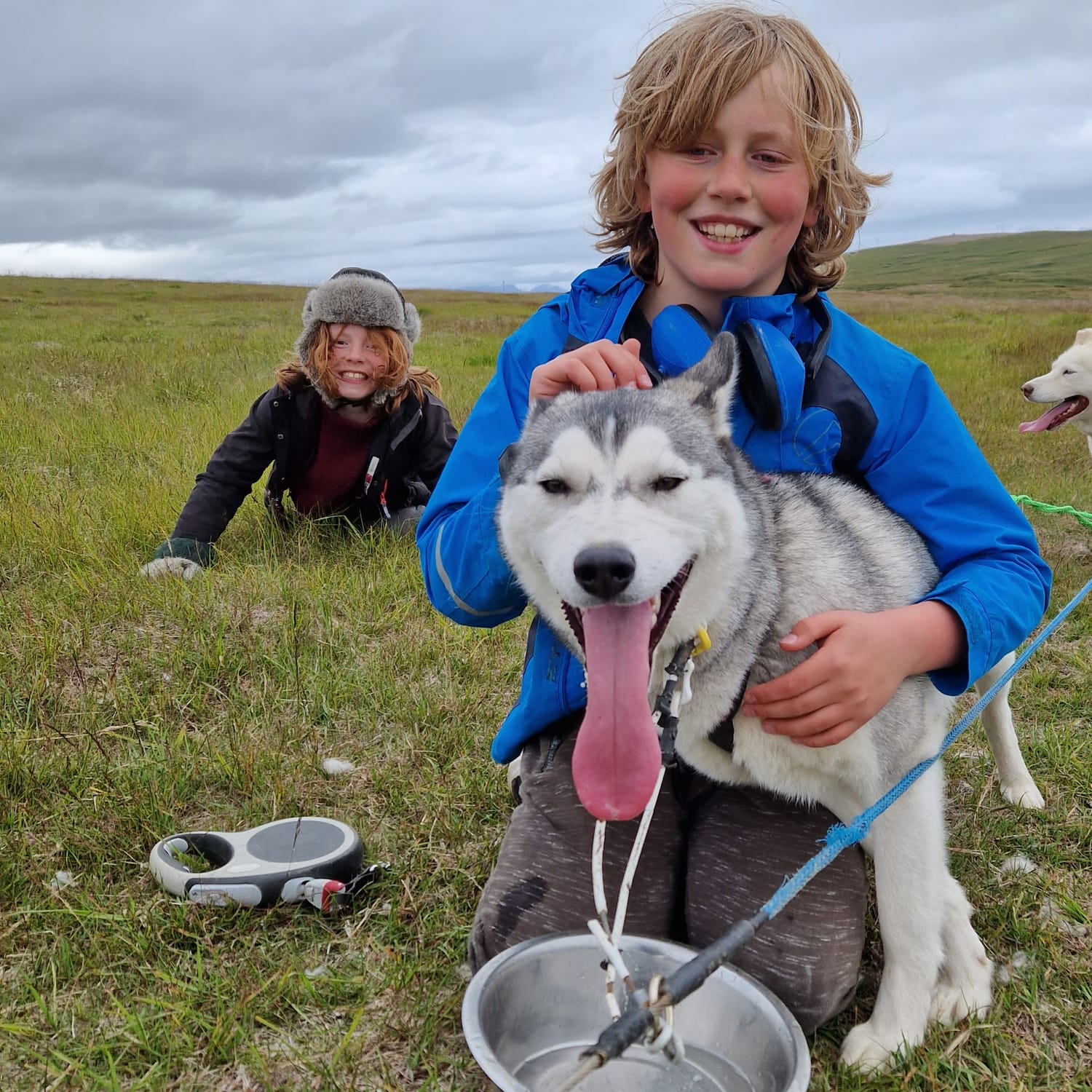 Siberian Husky dry land Dog sledding