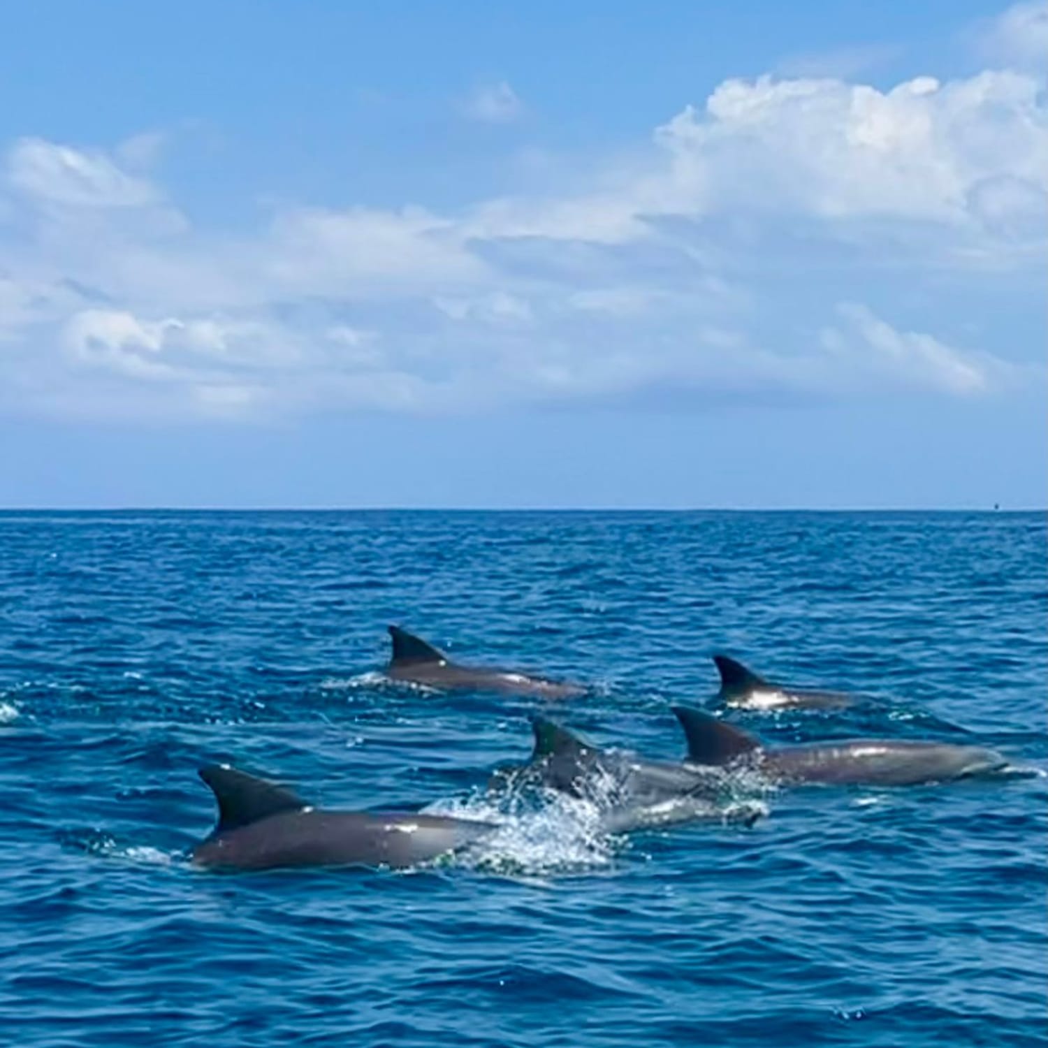 Sunrise Eco-Friendly Dolphins encounter Watching&Swimming