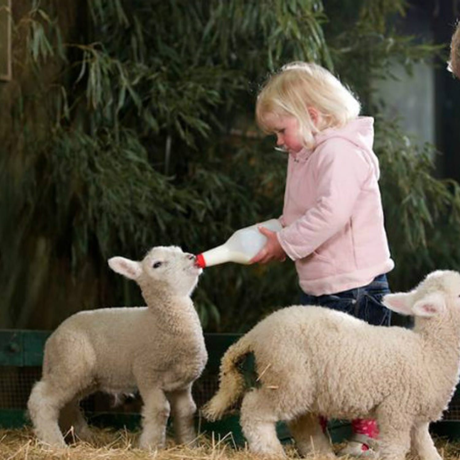 Hobbiton Movie Set Tour to Agrodome Farm Experience from Auckland
