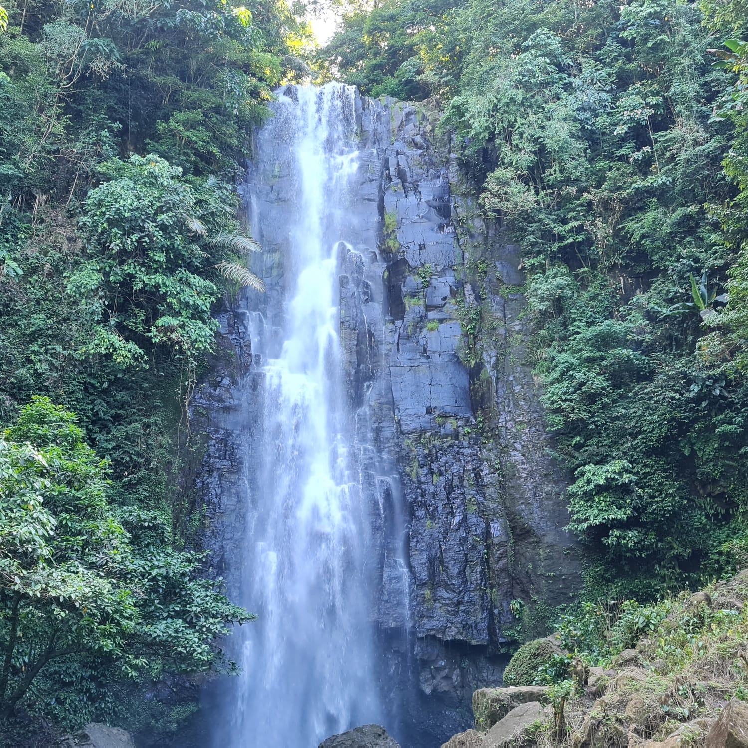 4D3N TANGKOKO ADVENTURE