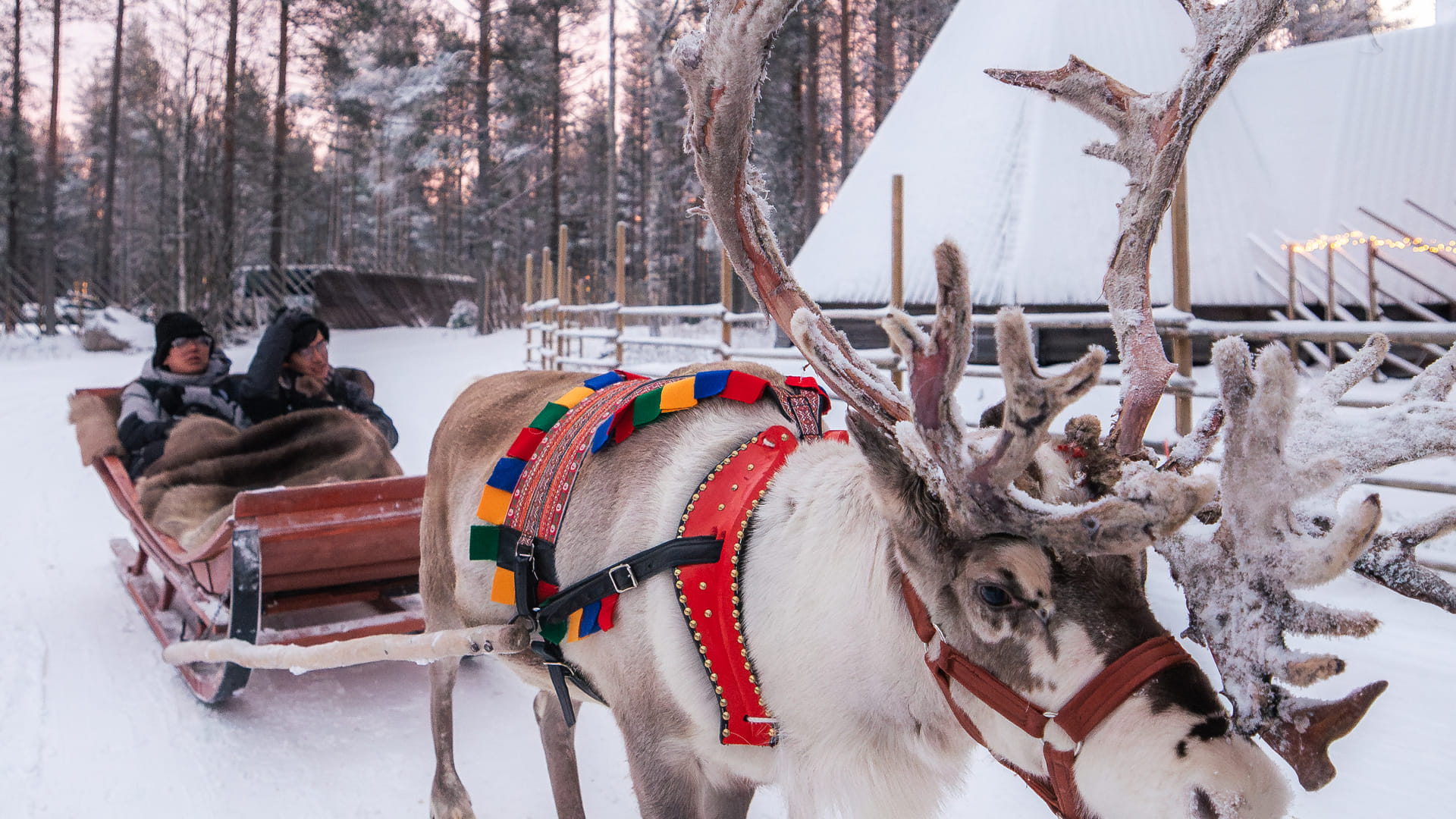10–15 minute reindeer sleigh ride – Santa Claus Reindeer