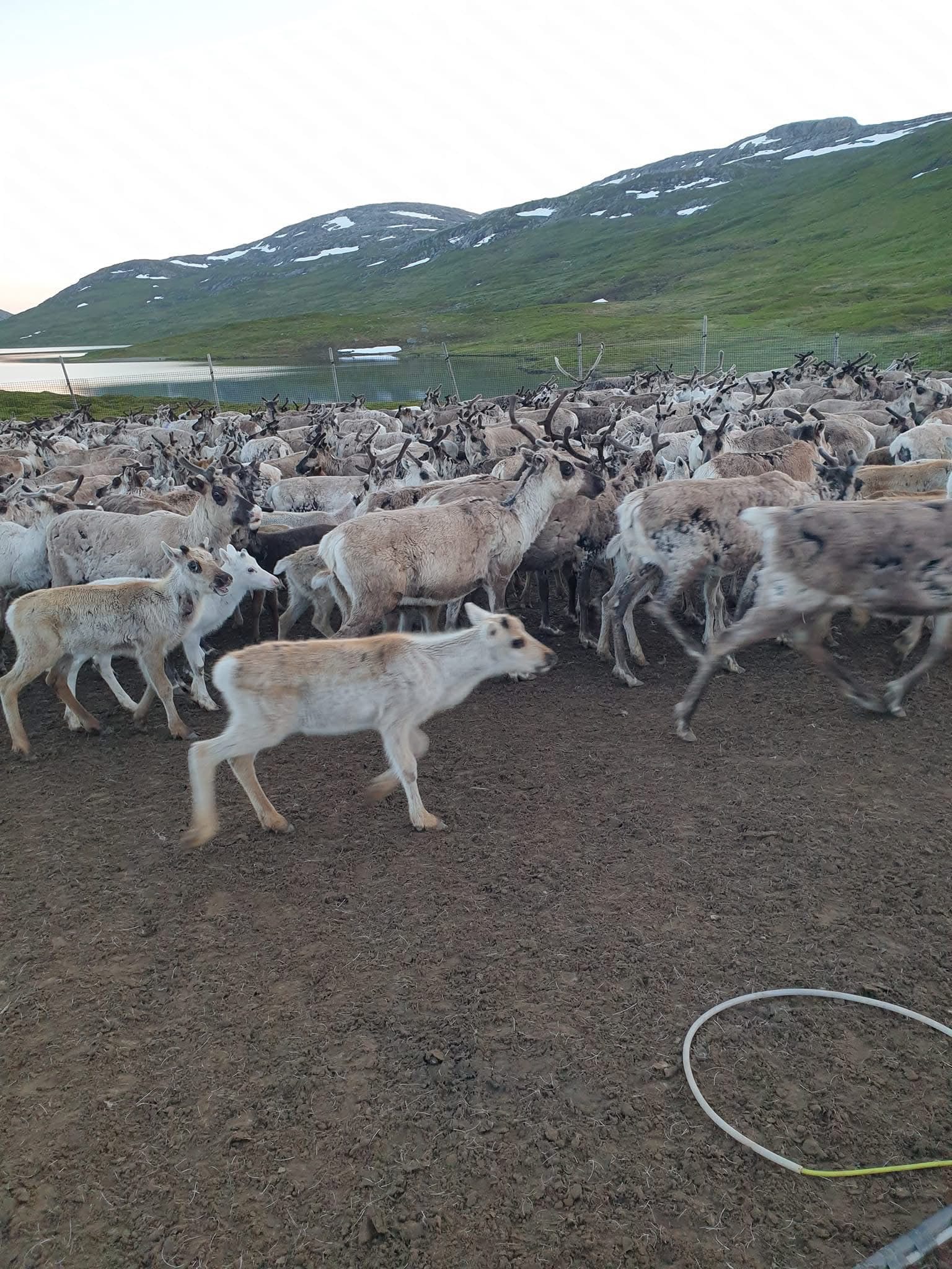 Authentic Sámi Experience with Reindeer & Per Ivar