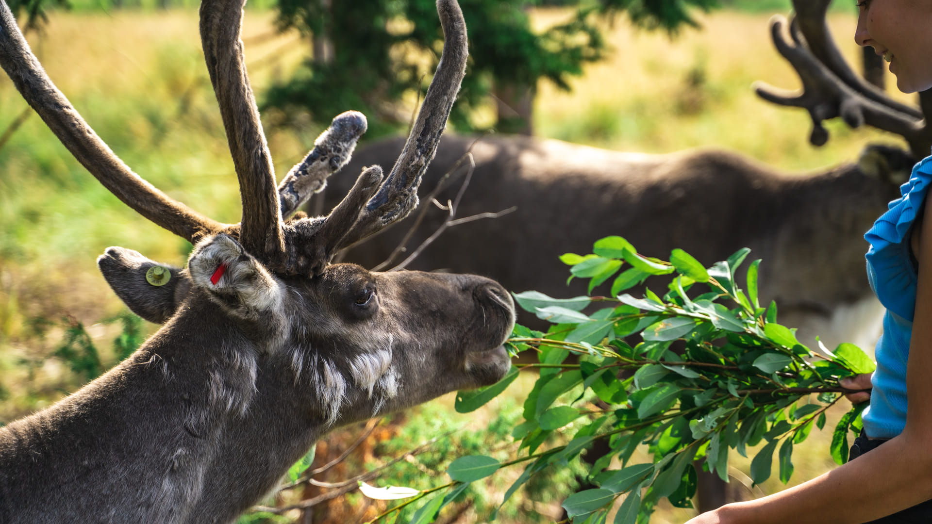 Reindeer herder – Live like a native – Santa Claus Reindeer