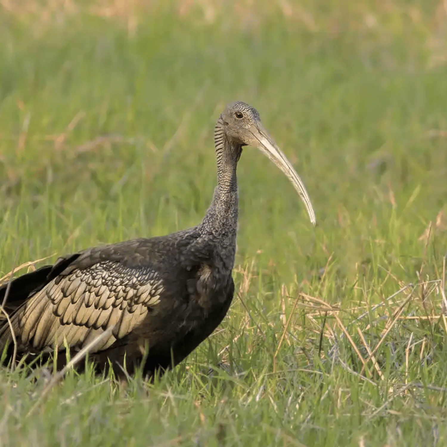 Giant Ibis Birding Tour: 2 Days, 1 Night