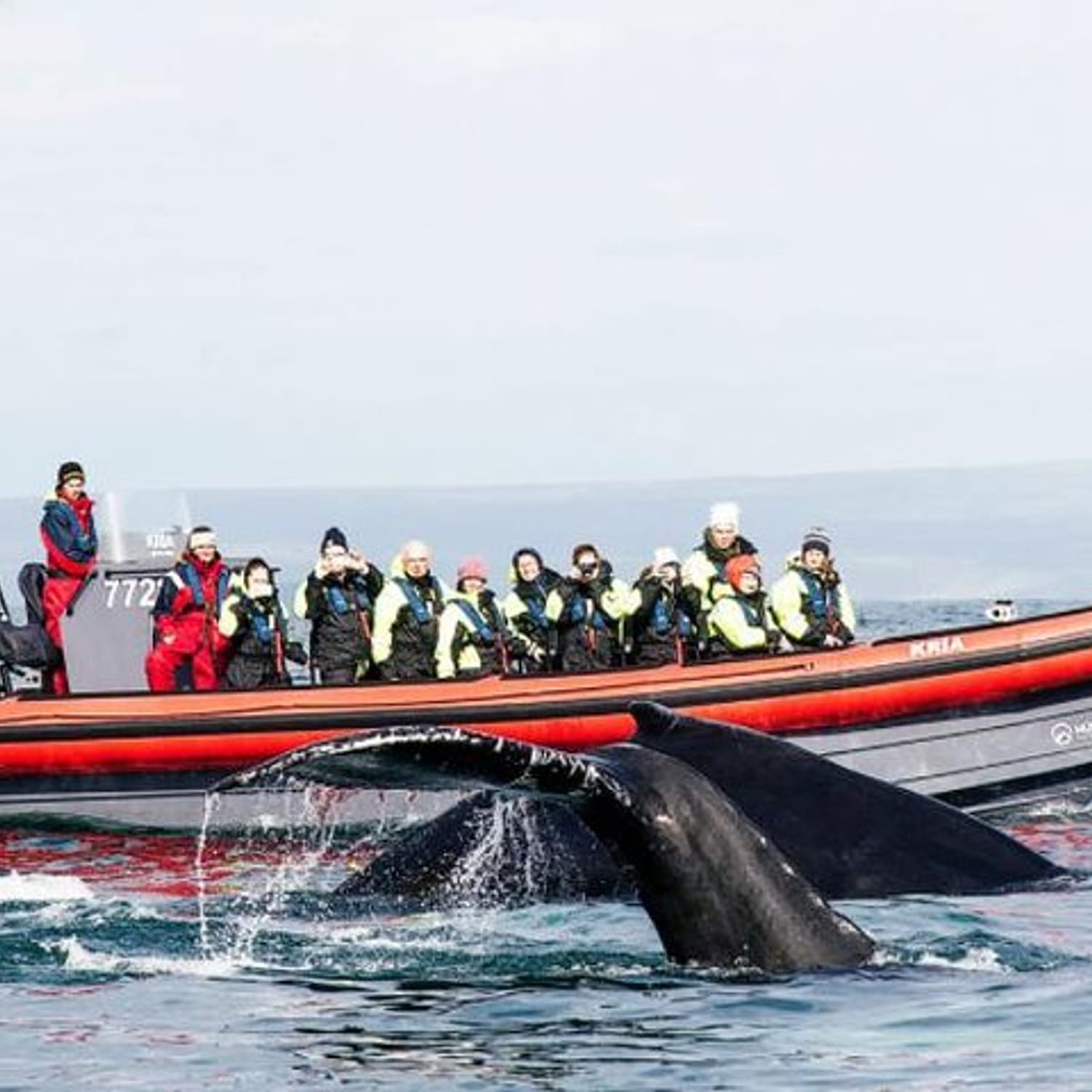 Big Whales & Puffins RIB boat tour