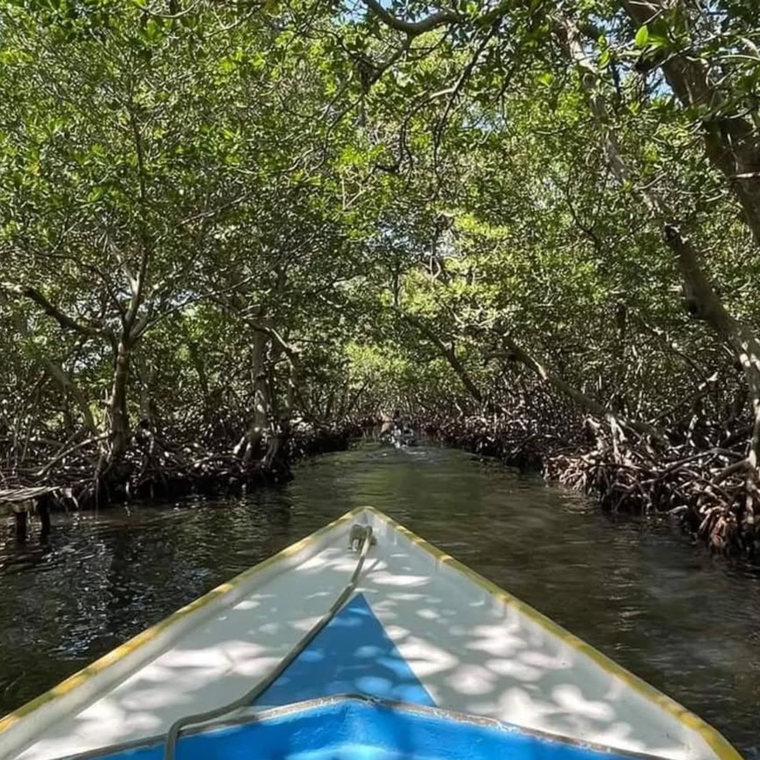 Roatan Island East End Mangrove Tour