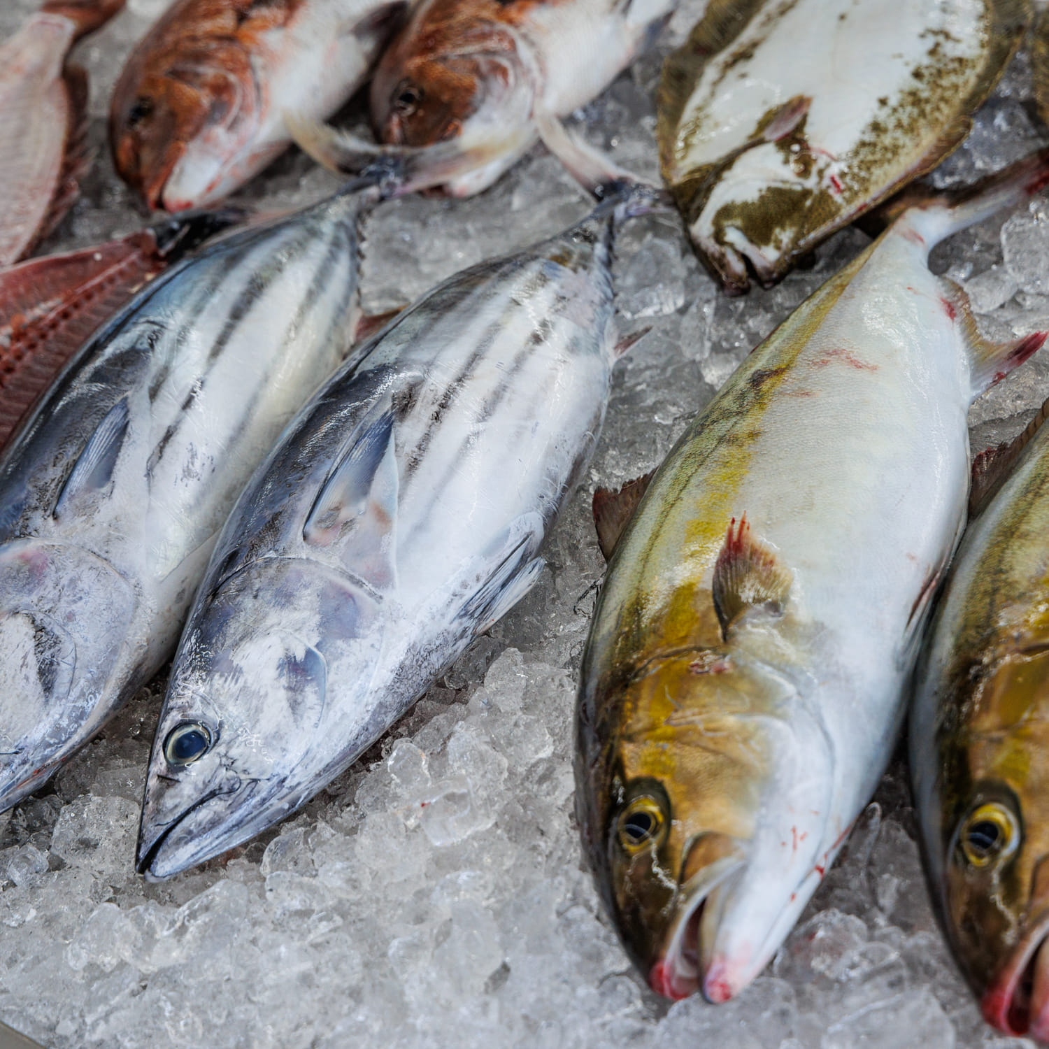 [Premium Course] Local fresh fish shop premium backyard experience ...