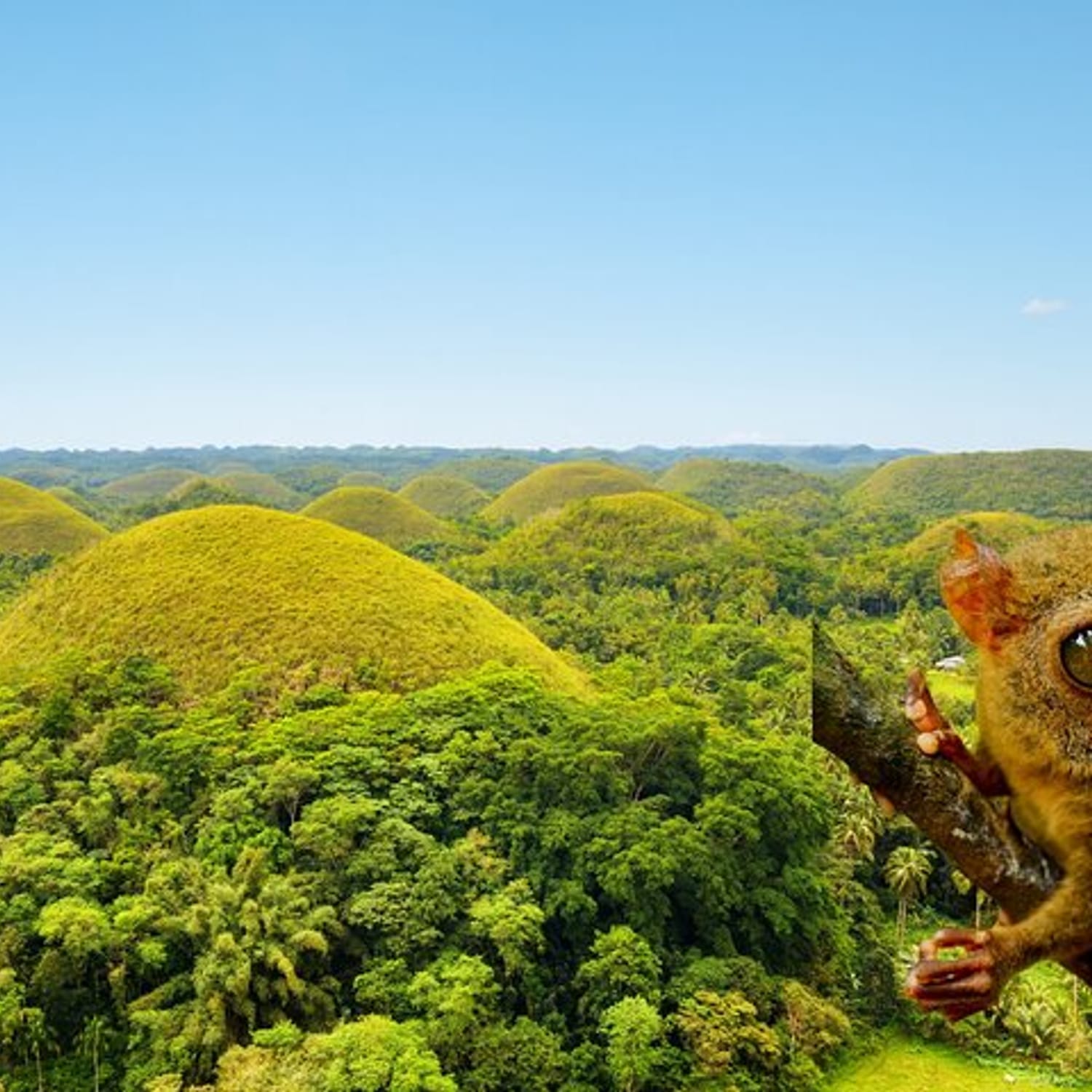 Discover Bohol Countryside Joiners Tour from Cebu City