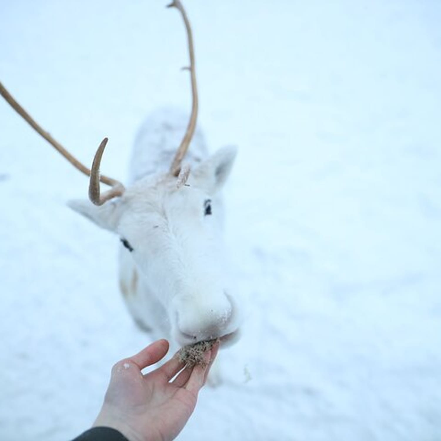 Local Reindeer Farm Visit & Short Sledge Ride