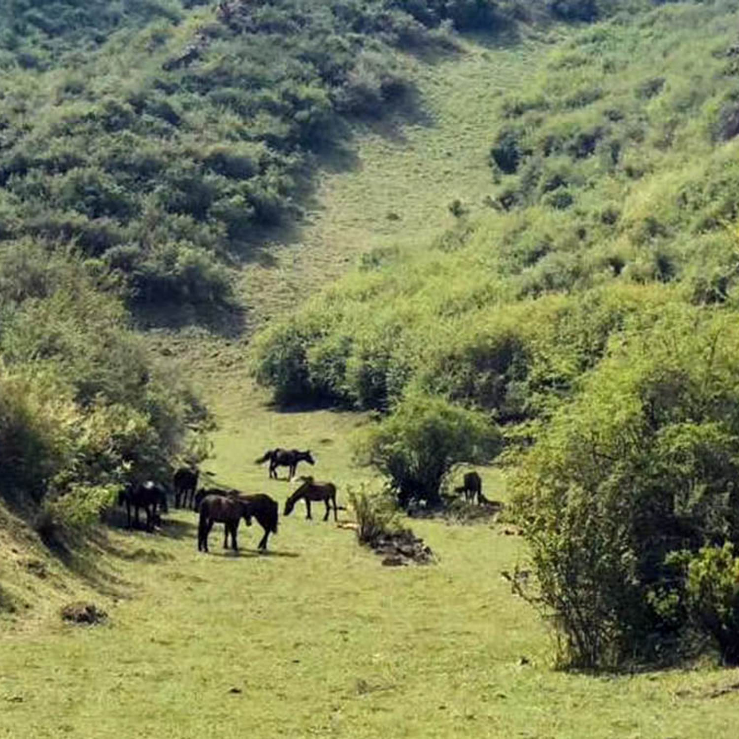 Private Day Tour to Nanshan Pasture(Shuixigou area) from Urumqi