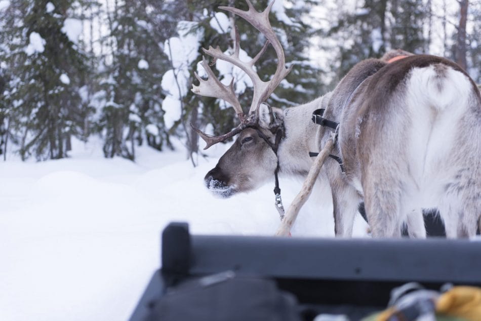 Authentic Reindeer Farm Visit with Reindeer Safari - Wild About Lapland
