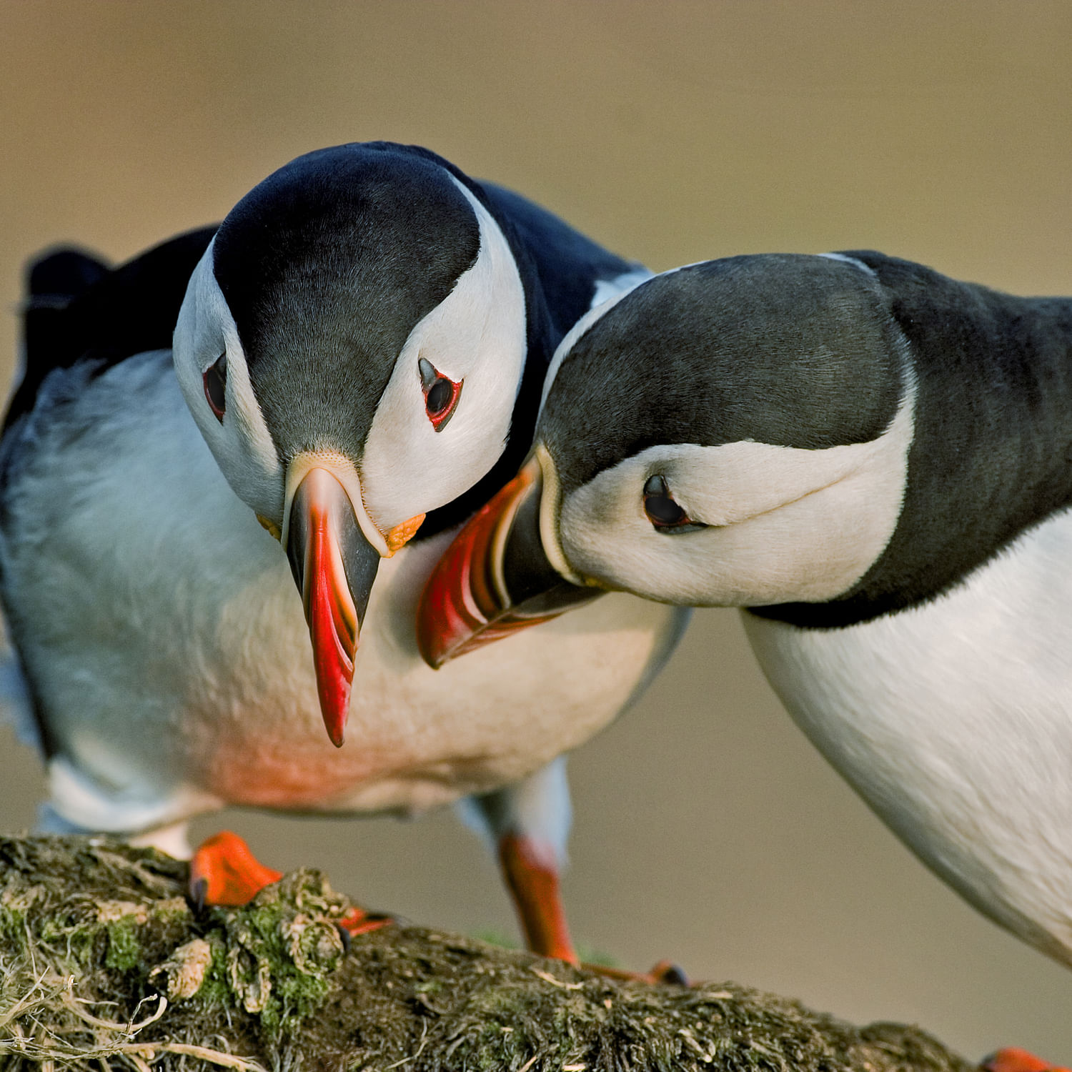 Puffin Express by RIB Speedboat