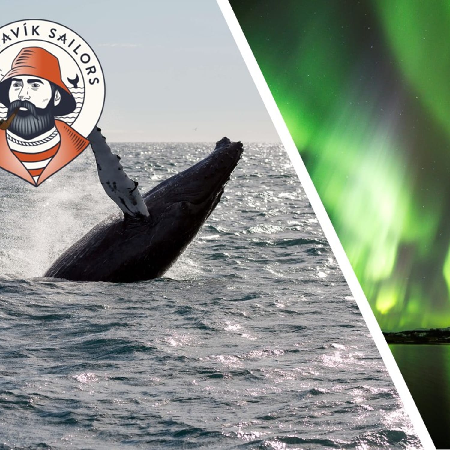 Whale Watching & Northern lights Combo Cruise from Reykjavik