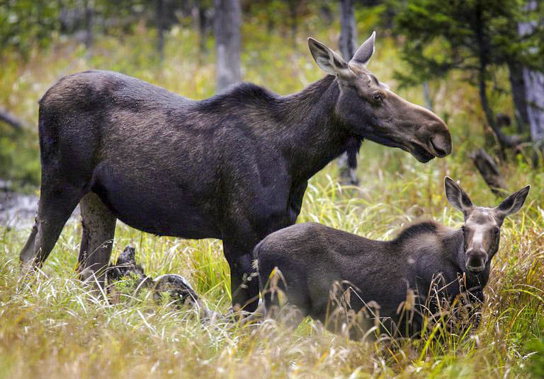 Moose Safari with Lapland Welcome - Visit Rovaniemi