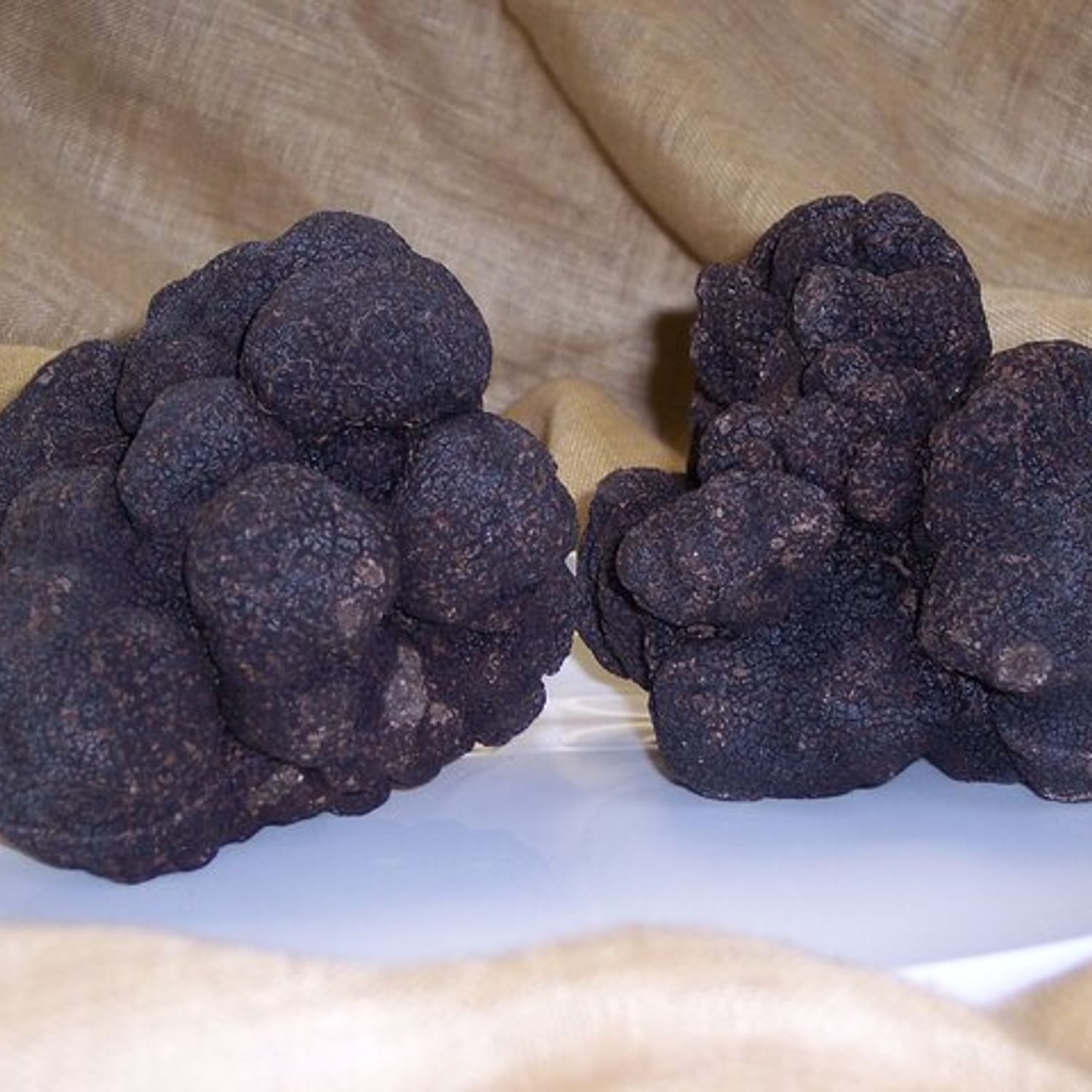 ¡A la caza de la Trufa!