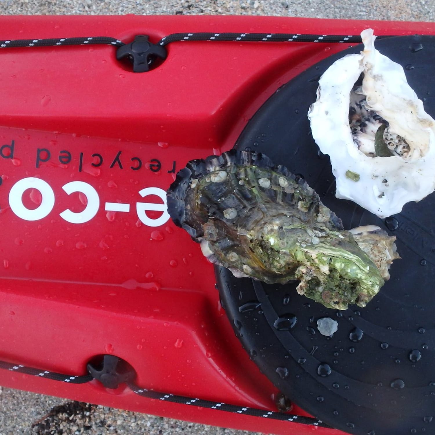 Oyster kayak tour