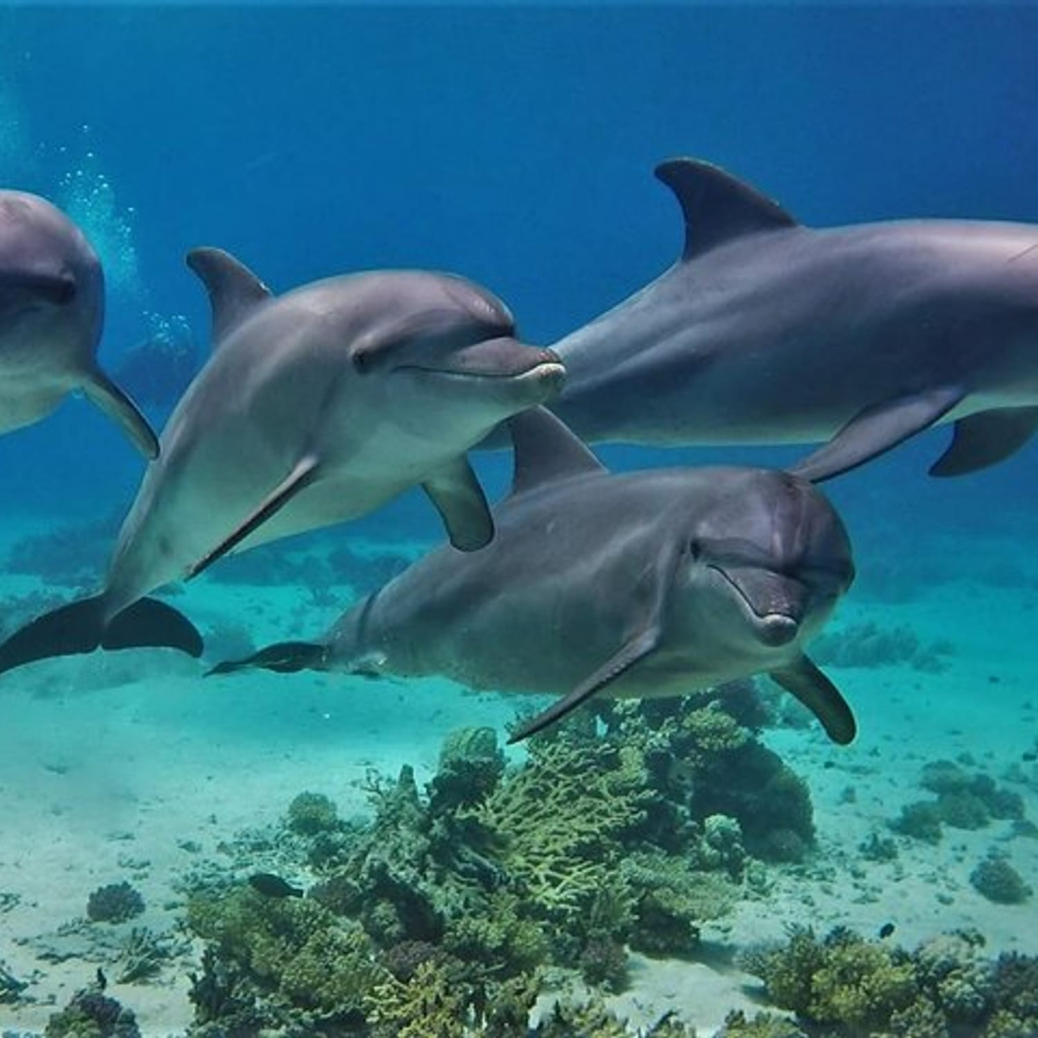 Dolphin House Reef Snorkeling Adventure & Transfers – Marsa Alam