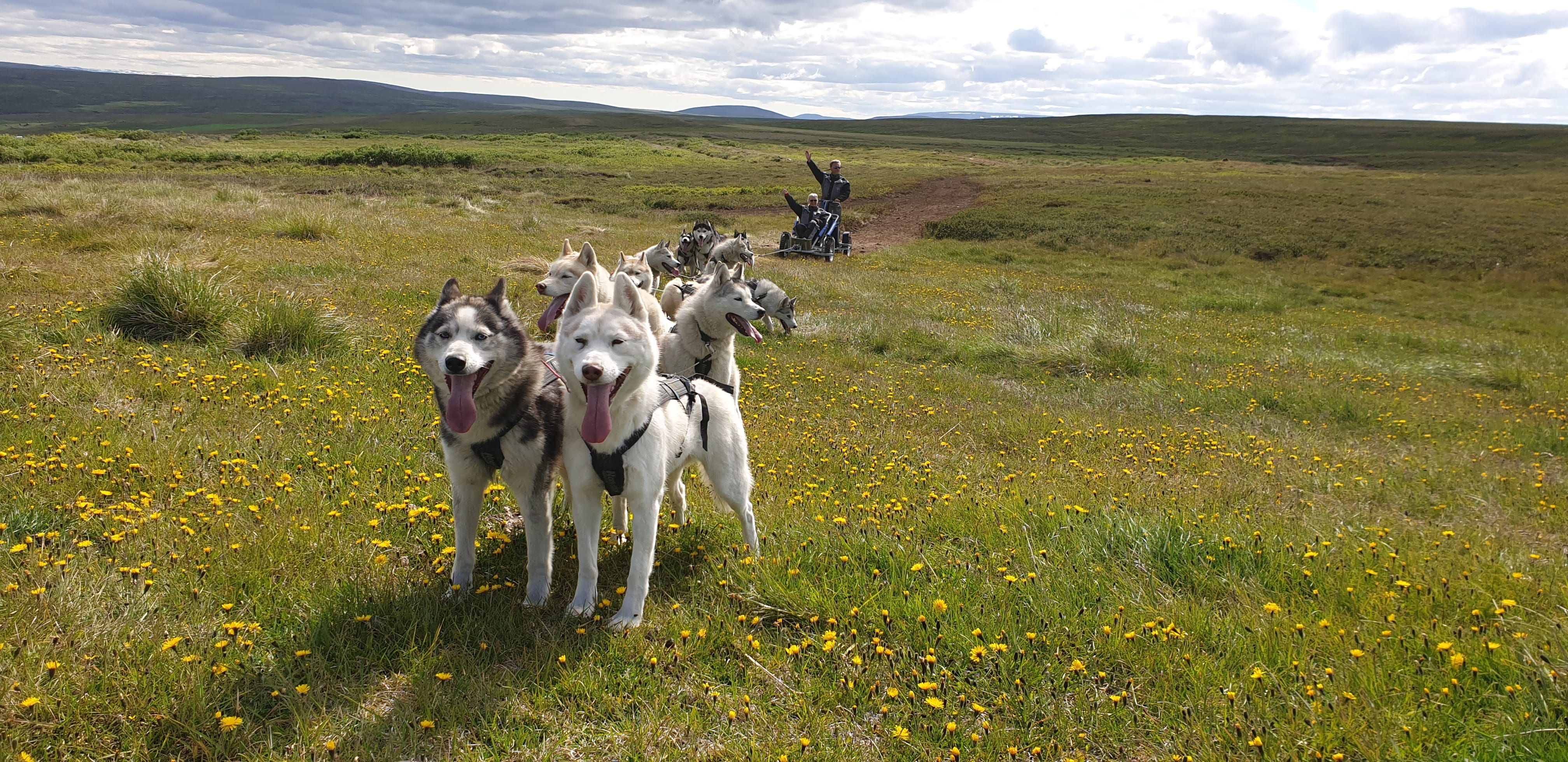 Siberian Husky Cart Ride