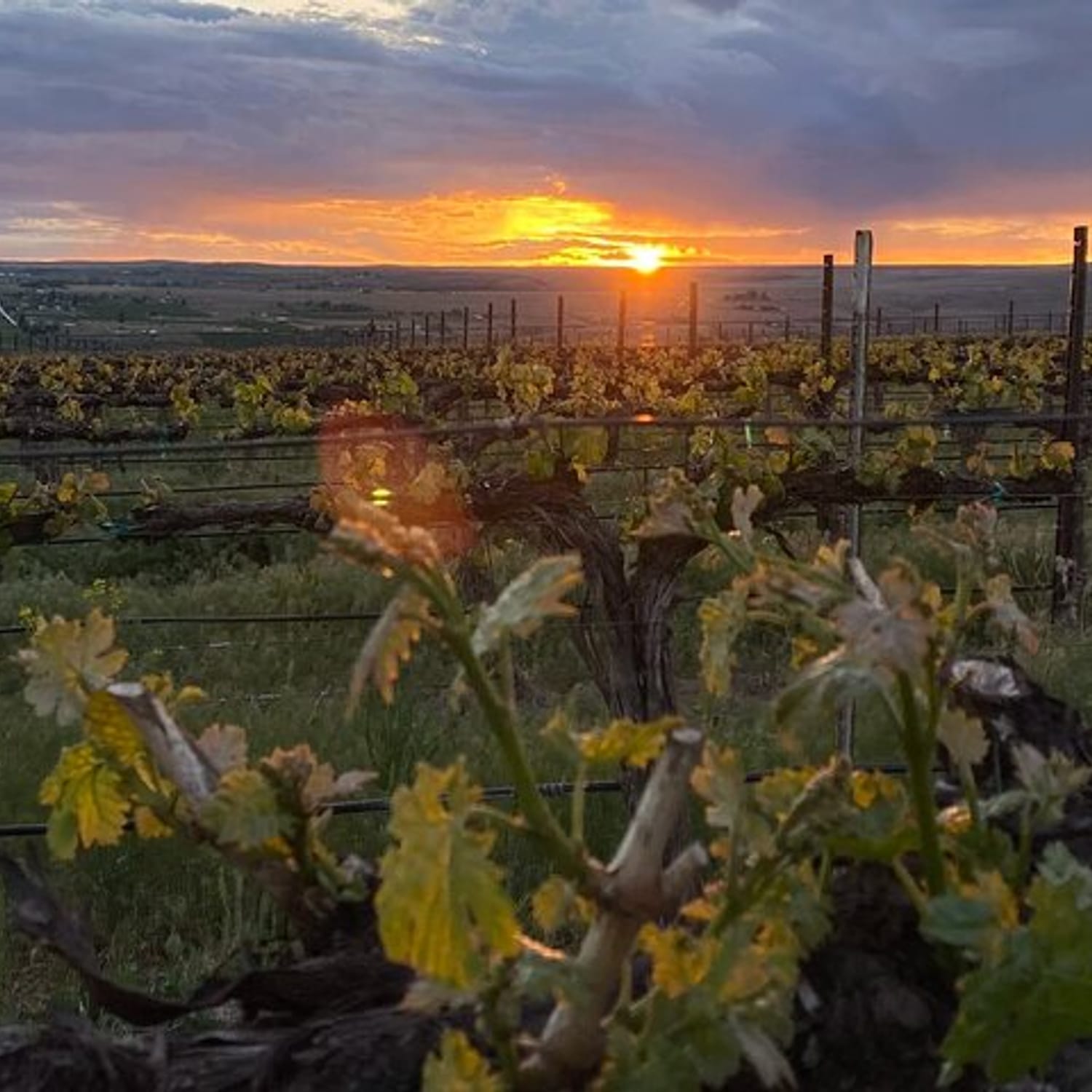 From Seattle Wine Tasting, Vineyards in Eastern WA