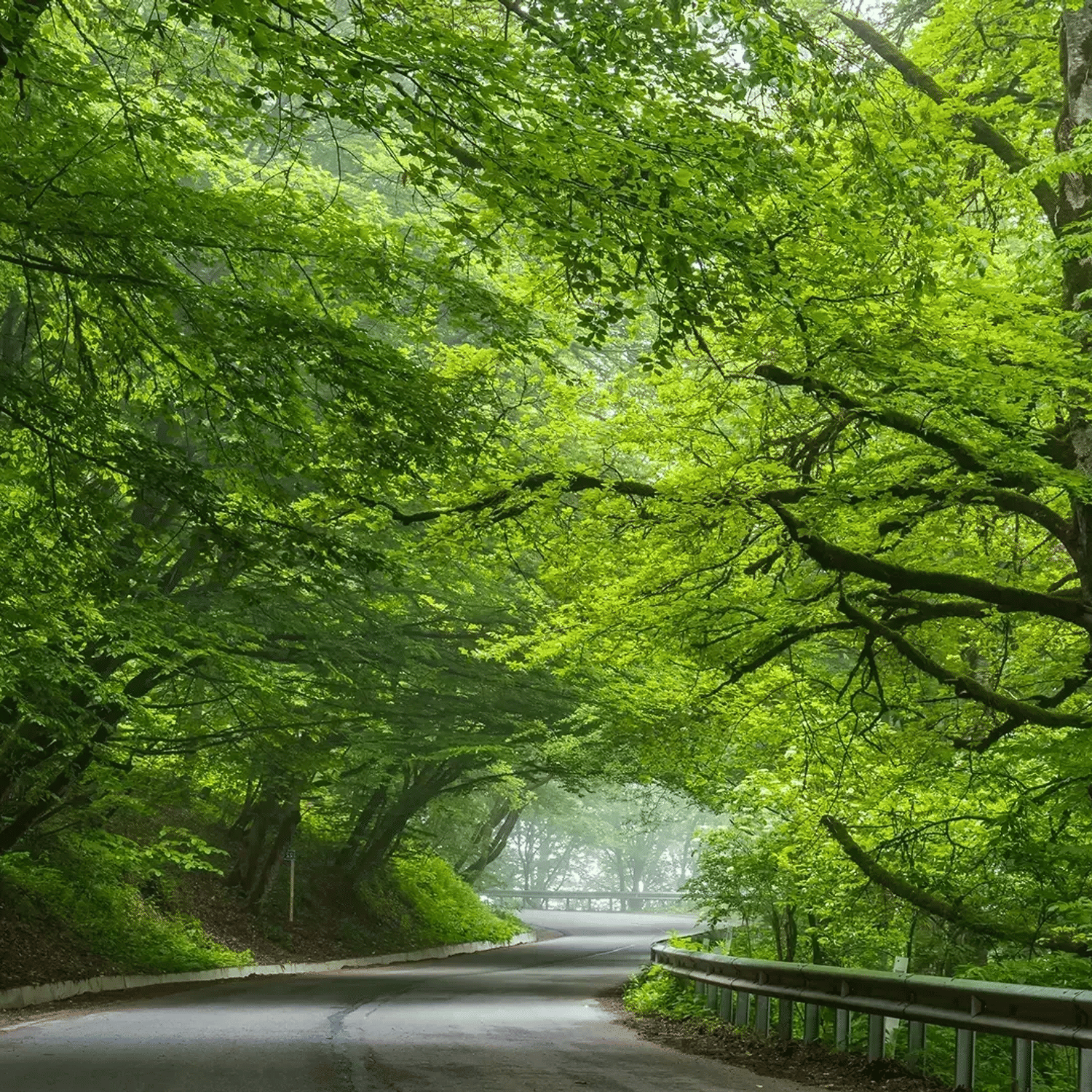 Discover Sabaduri Forest & More: National Park Adventure