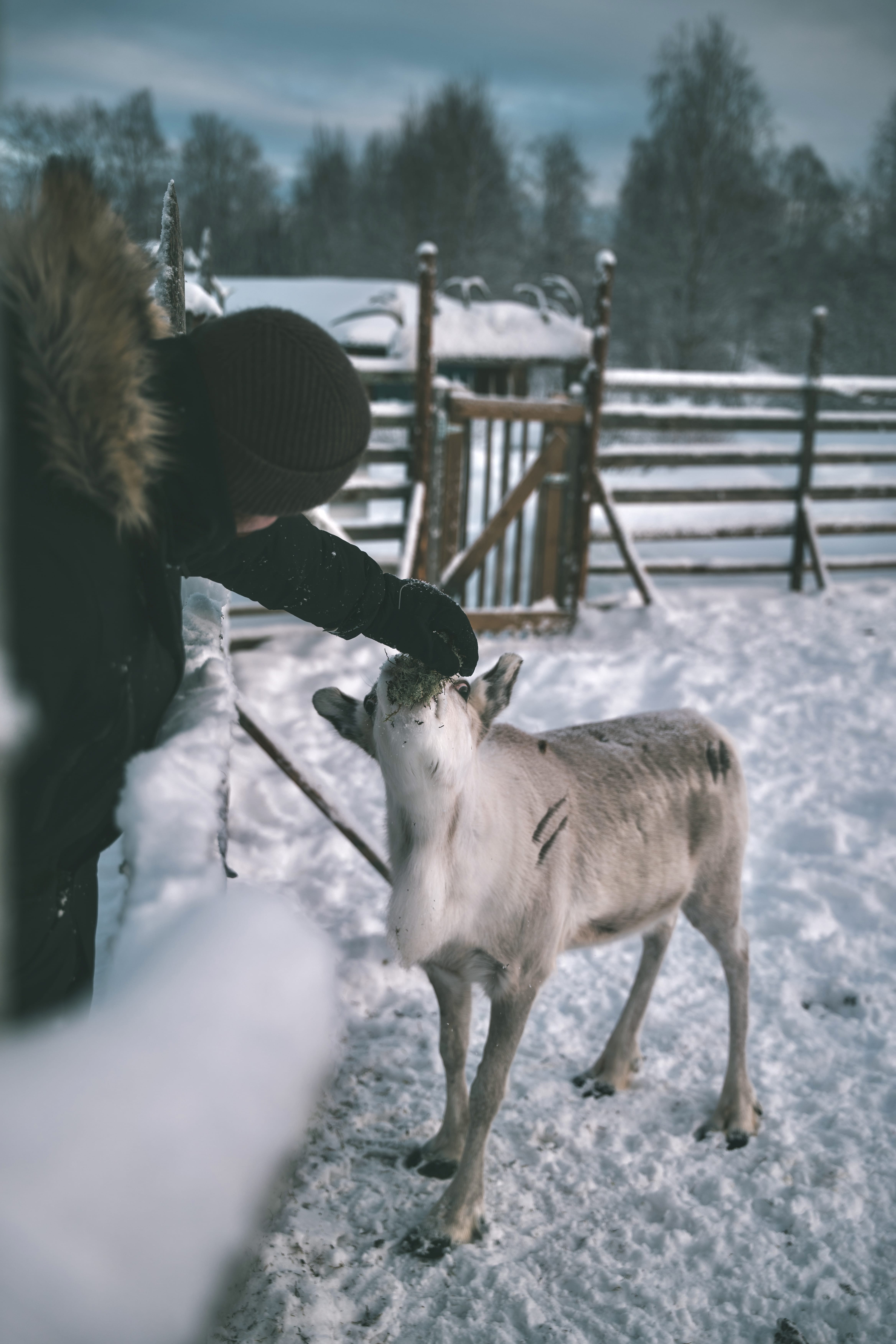 Guided Tour At Shaman Village - Visit Rovaniemi