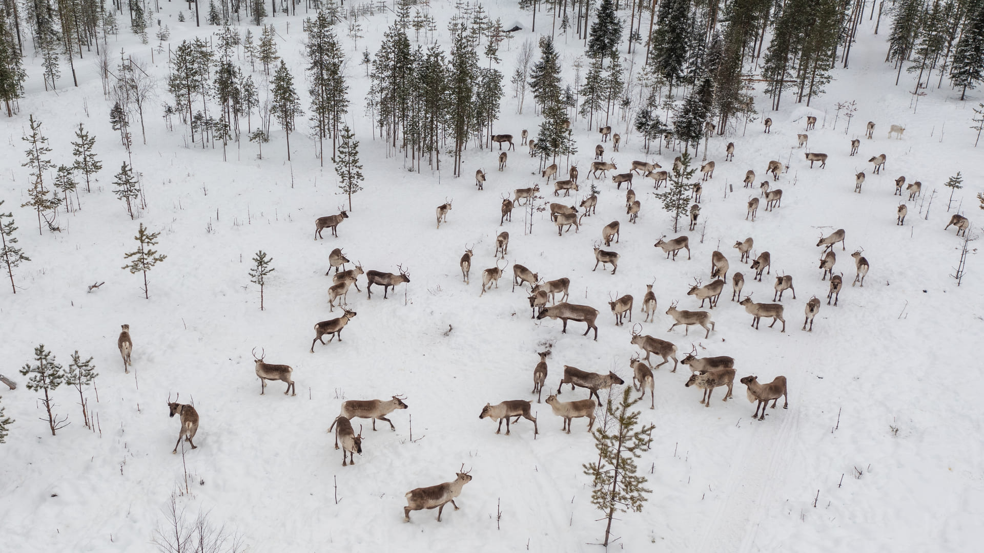 Visit a Real Reindeer Farm - Porovaara