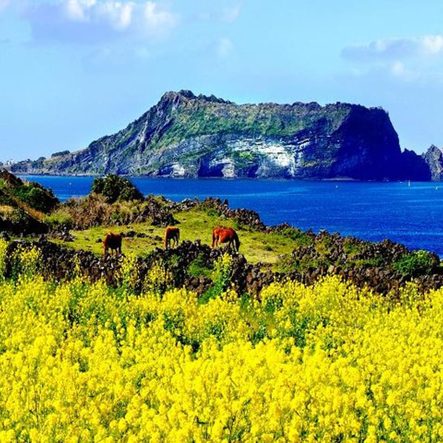 Full Day Jeju Private Customizable highlight Tour