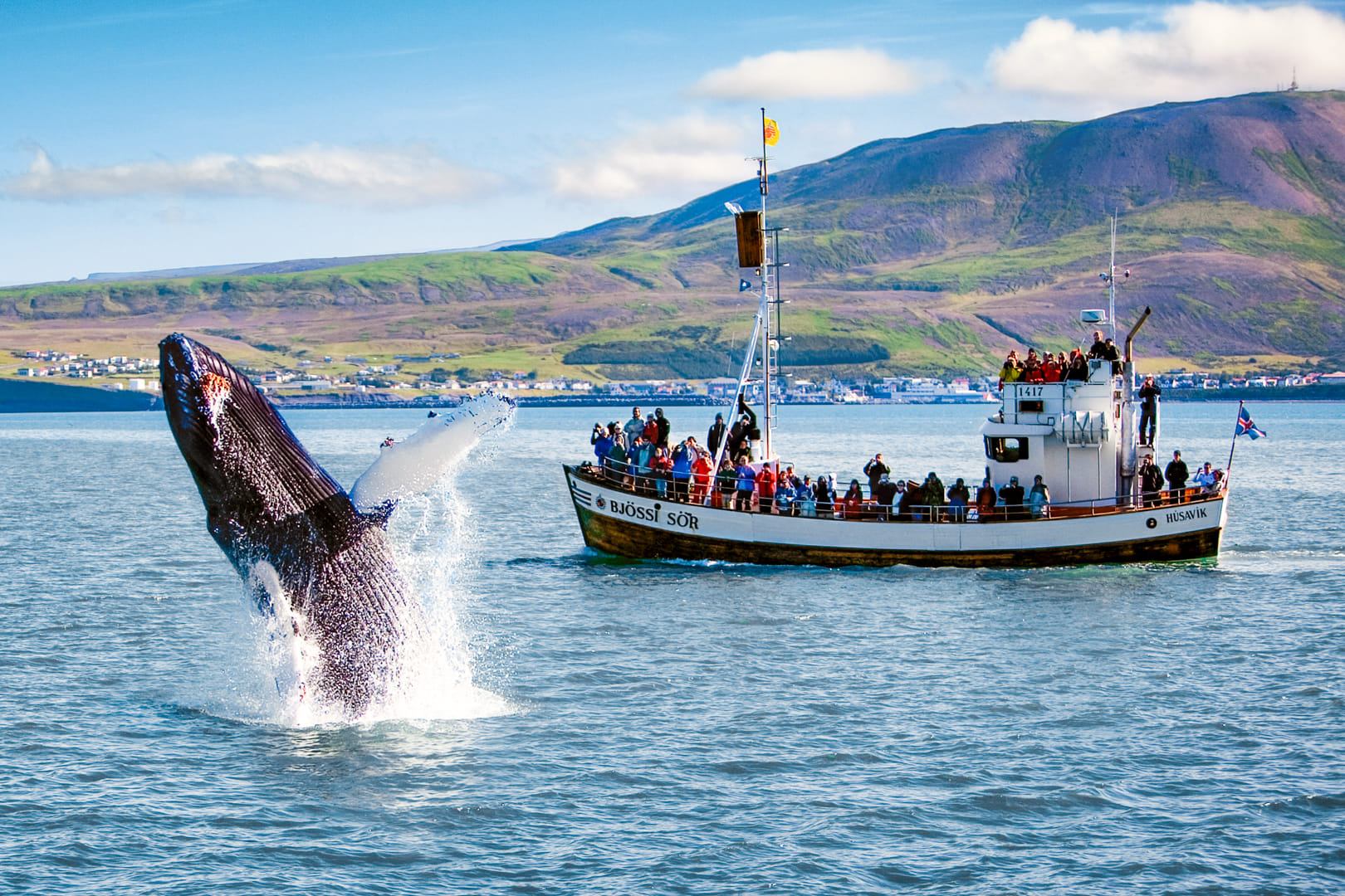 Húsavík Original Whale Watching