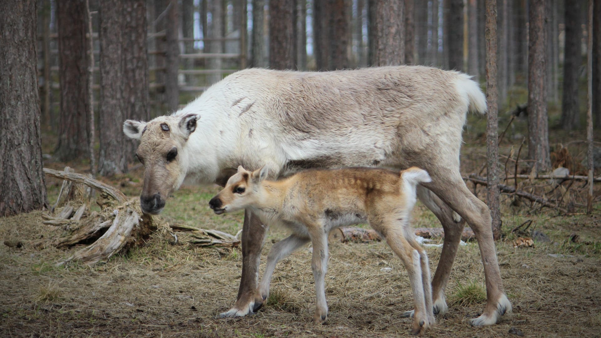 Reindeer herder – Live like a native – Santa Claus Reindeer